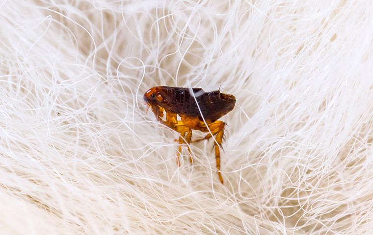 Steps You Can Take Now To Prevent Fleas And Ticks In Lufkin This Spring